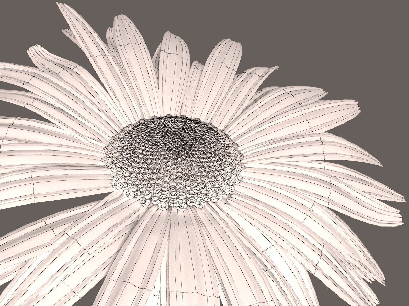 Daisy Flower 3D model | CGTrader
