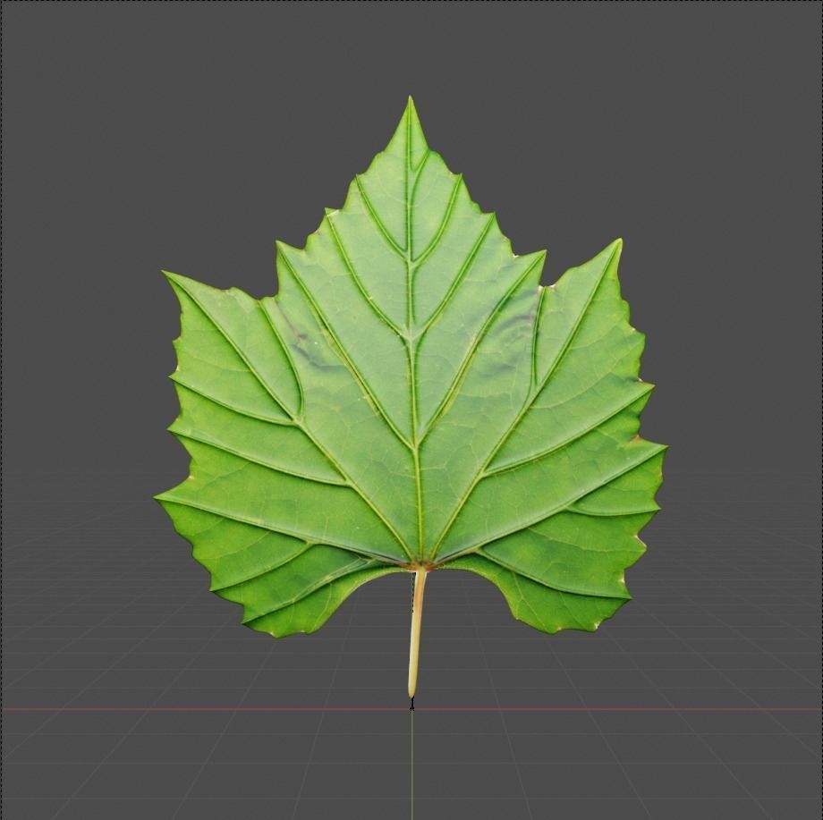 Grape leaf 3D model rigged | CGTrader
