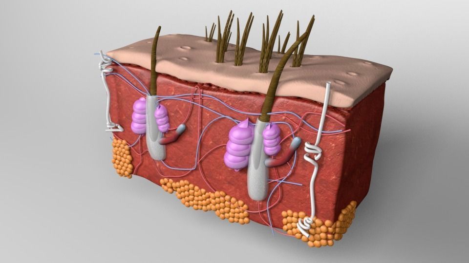 Skin anatomy free 3D model | CGTrader