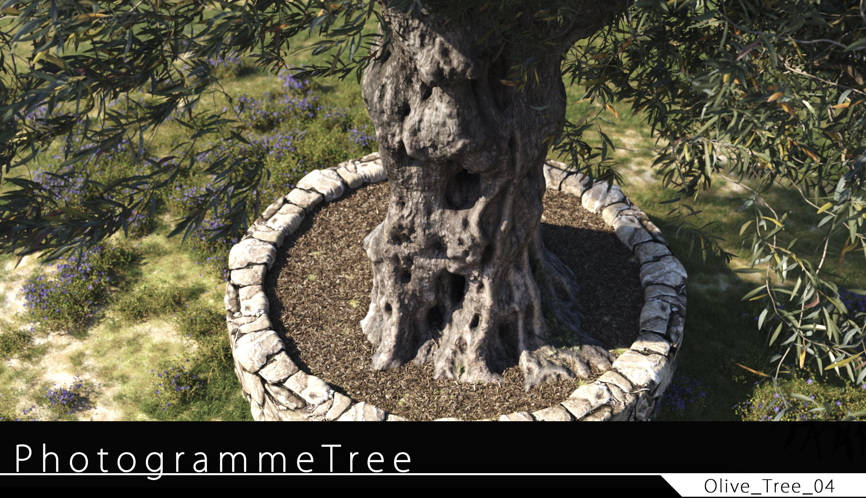 Olive Tree X 5 Pack 3D model | CGTrader