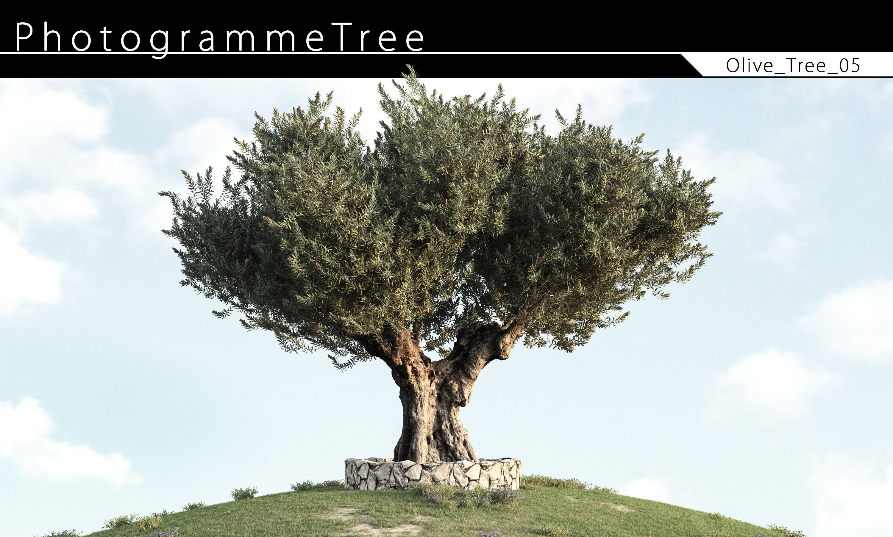 Olive Tree X 5 Pack 3D model | CGTrader