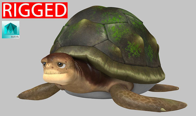 Turtle 3D model rigged | CGTrader