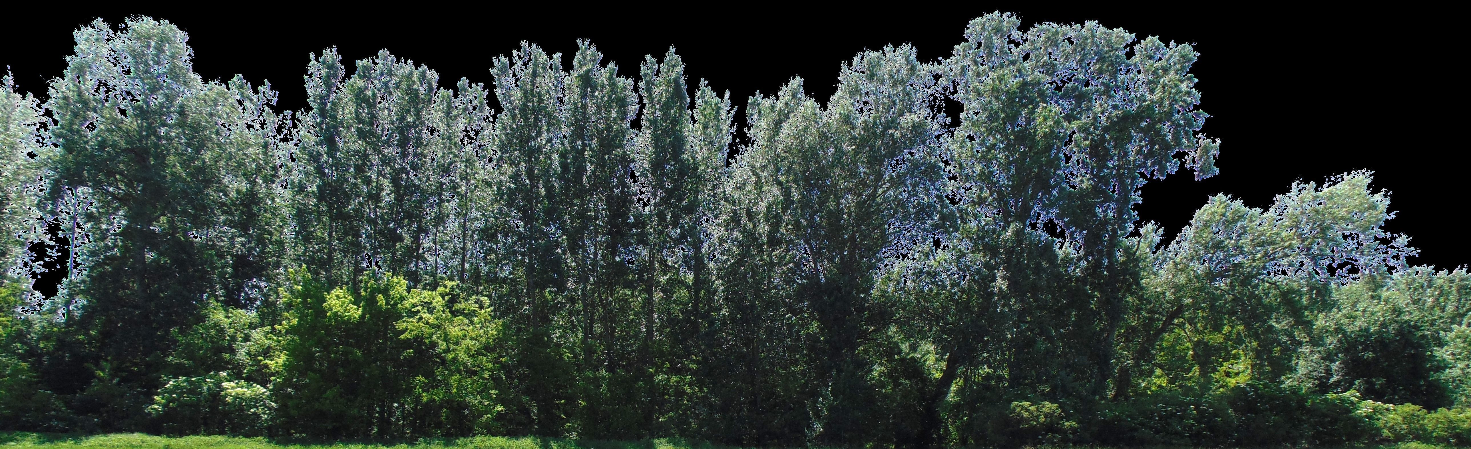 Backdrop treeline with alpha channel free Texture | CGTrader