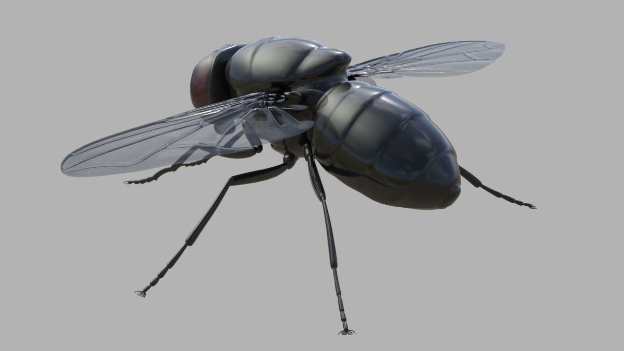 Fly insect 3D model rigged | CGTrader