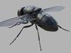 Fly insect 3D model rigged | CGTrader