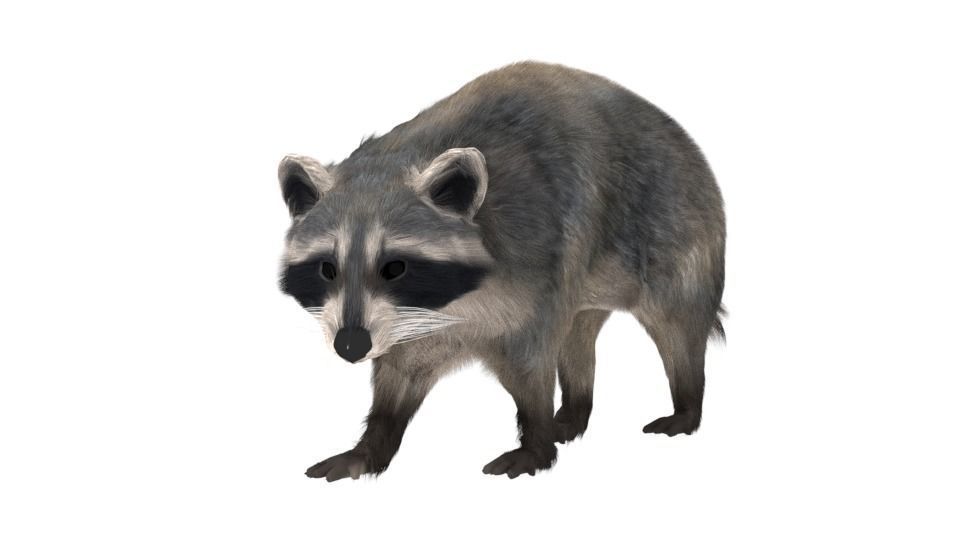 Realistic raccoon 3D model rigged | CGTrader