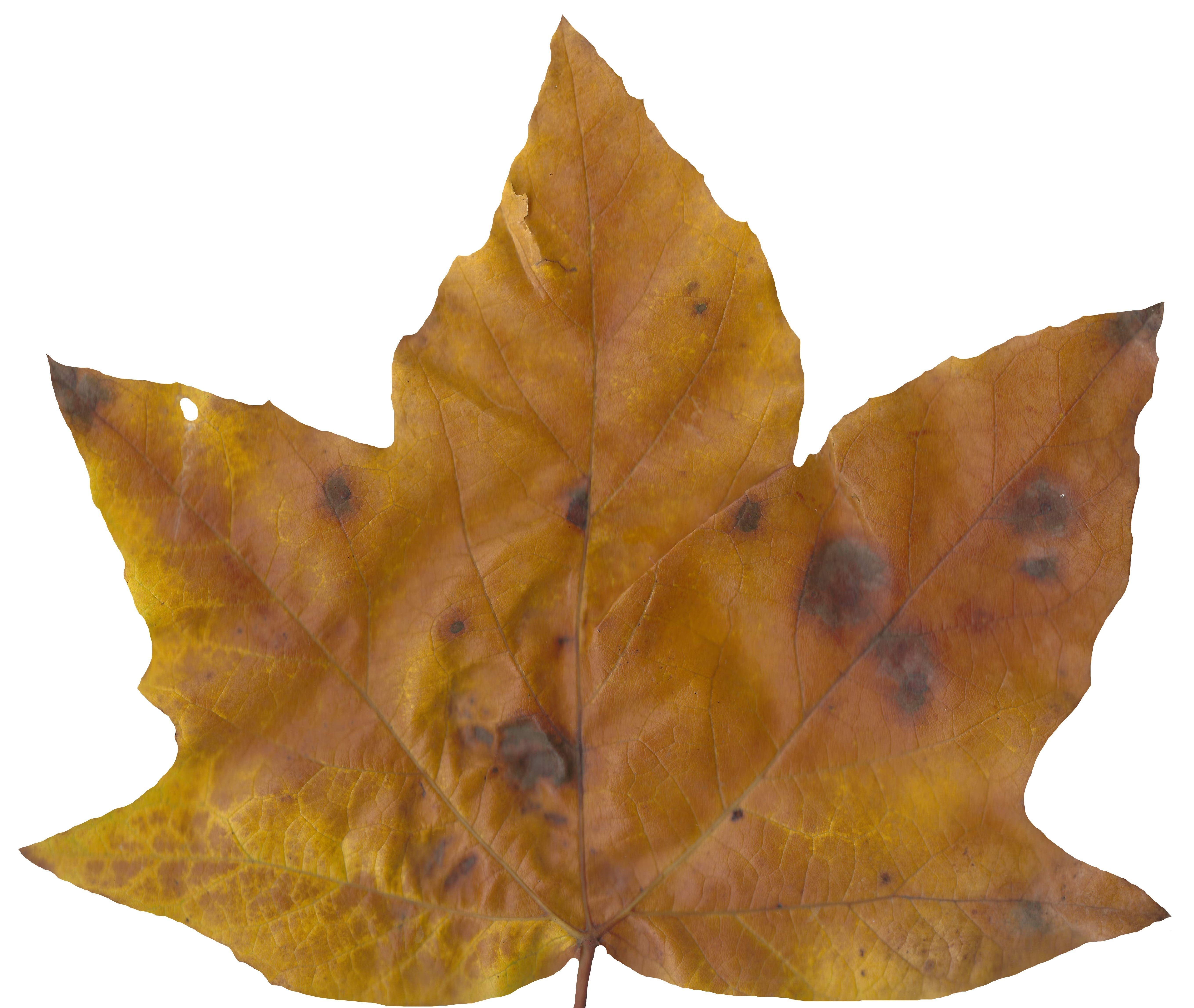 Sycamore Leaf Scanned Texture Pack - 18 Textures free Texture | CGTrader