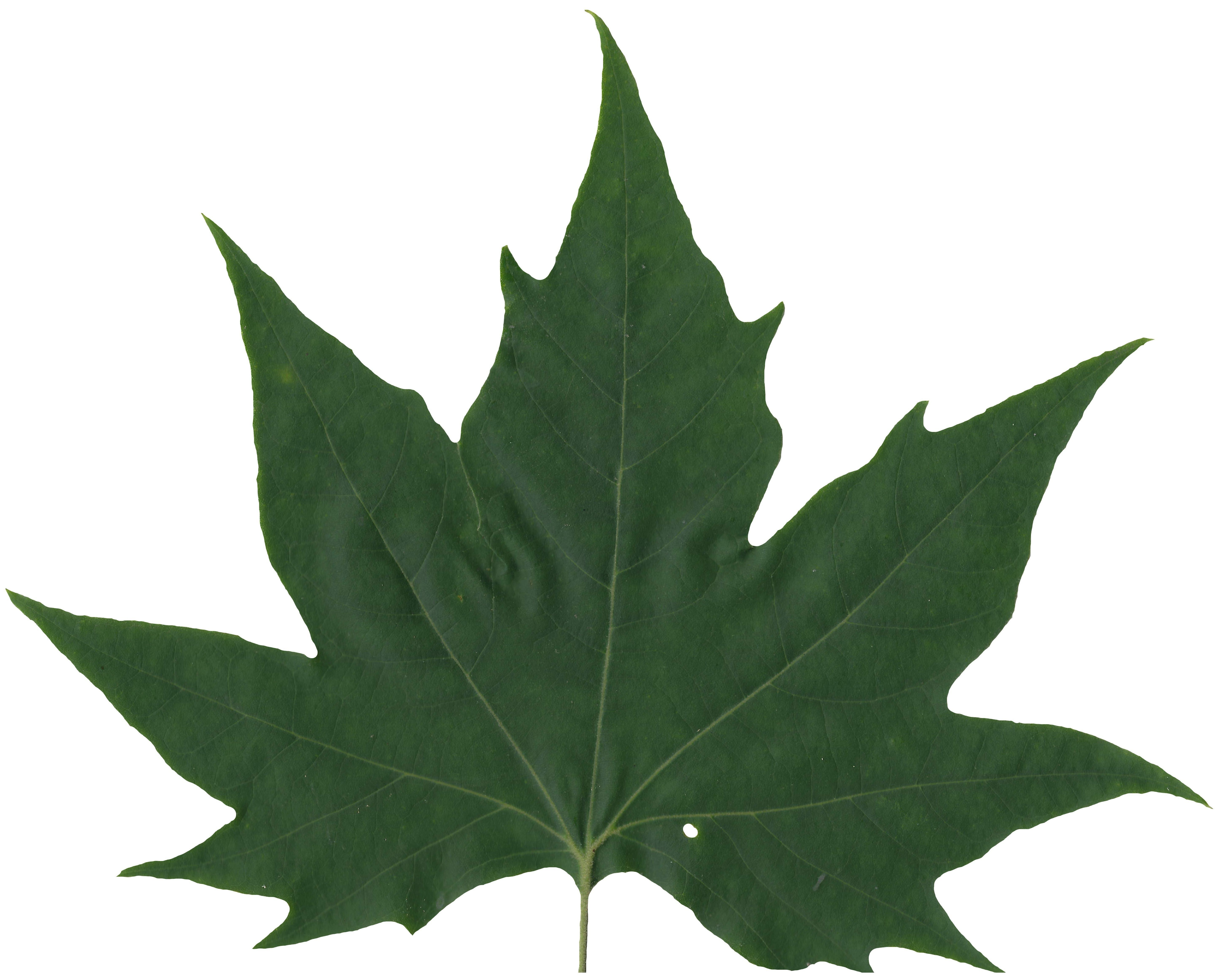 Sycamore Leaf Scanned Texture Pack - 18 Textures free Texture | CGTrader