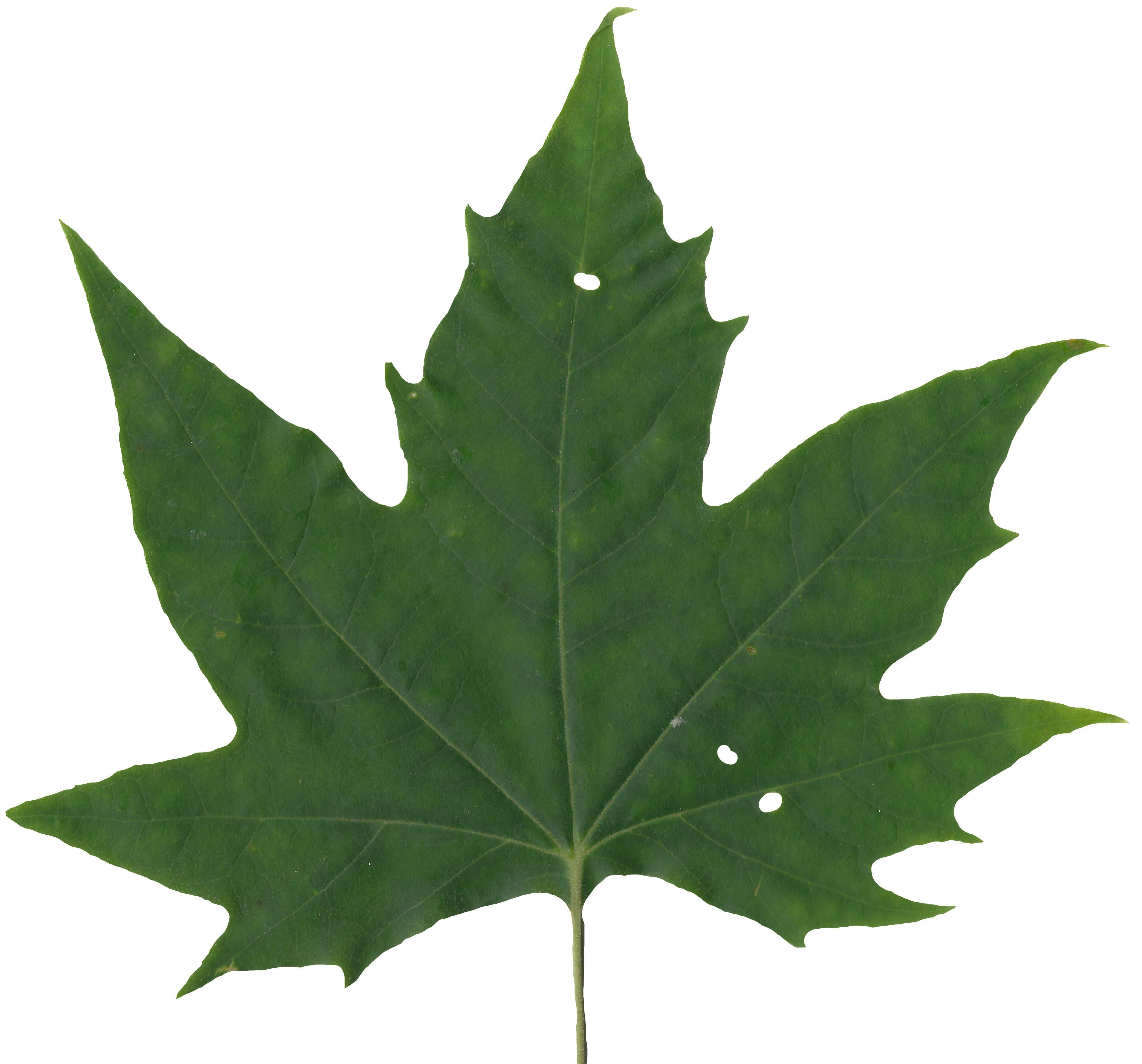 Sycamore Leaf Scanned Texture Pack - 18 Textures free Texture | CGTrader