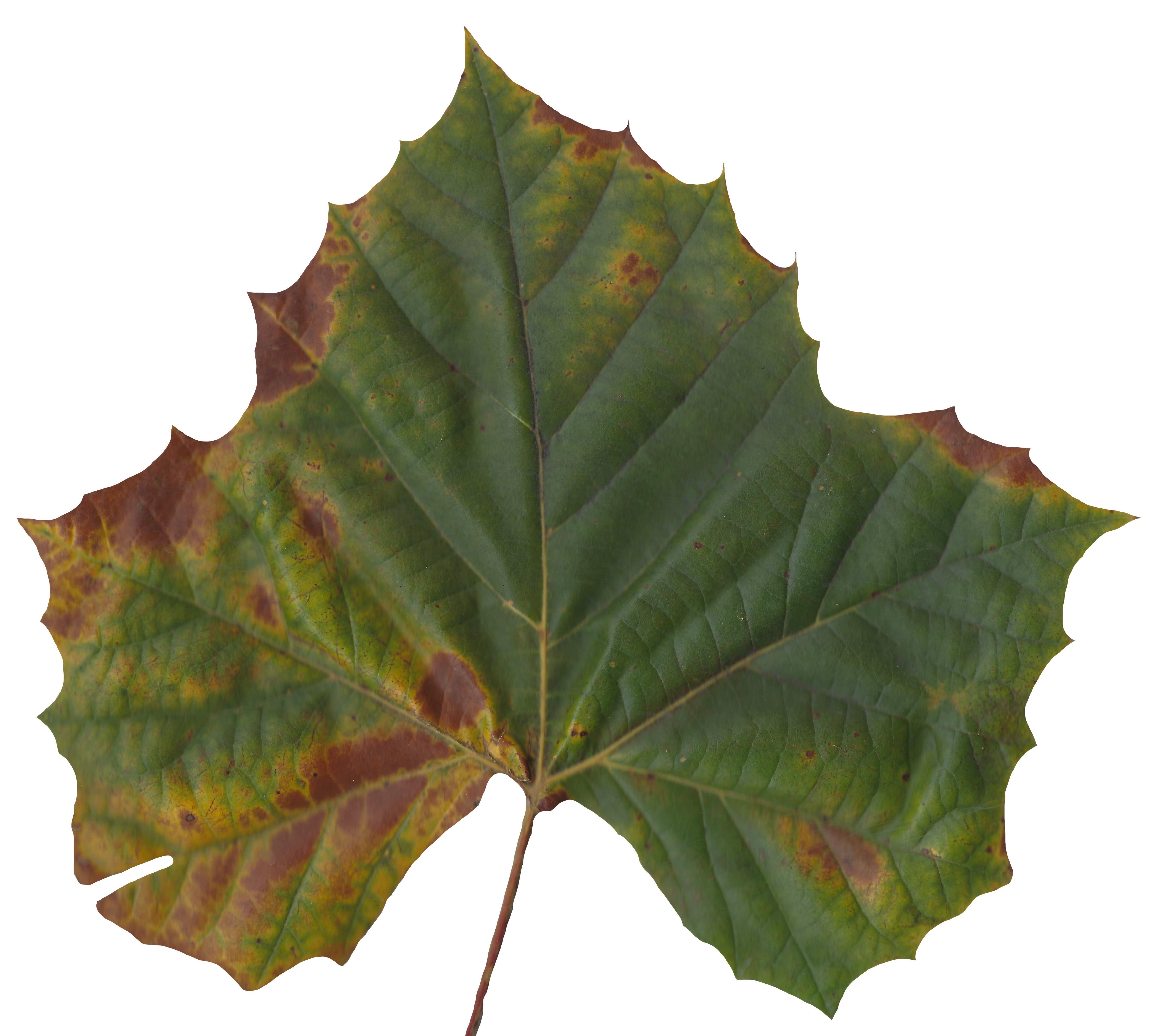 Sycamore Leaf Scanned Texture Pack - 18 Textures free Texture | CGTrader