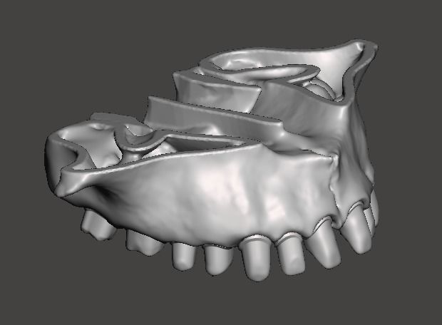Human maxillary jaw with typodont 3D model 3D printable | CGTrader