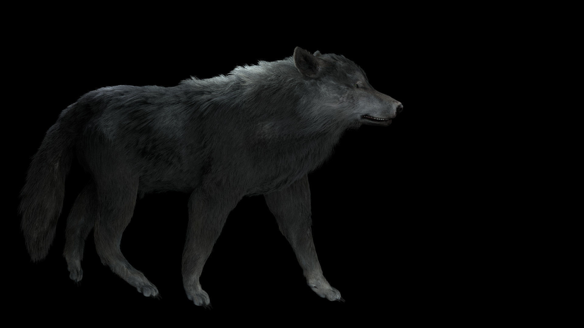 Grey wolf rigged and animated and polar light 3D model animated rigged ...