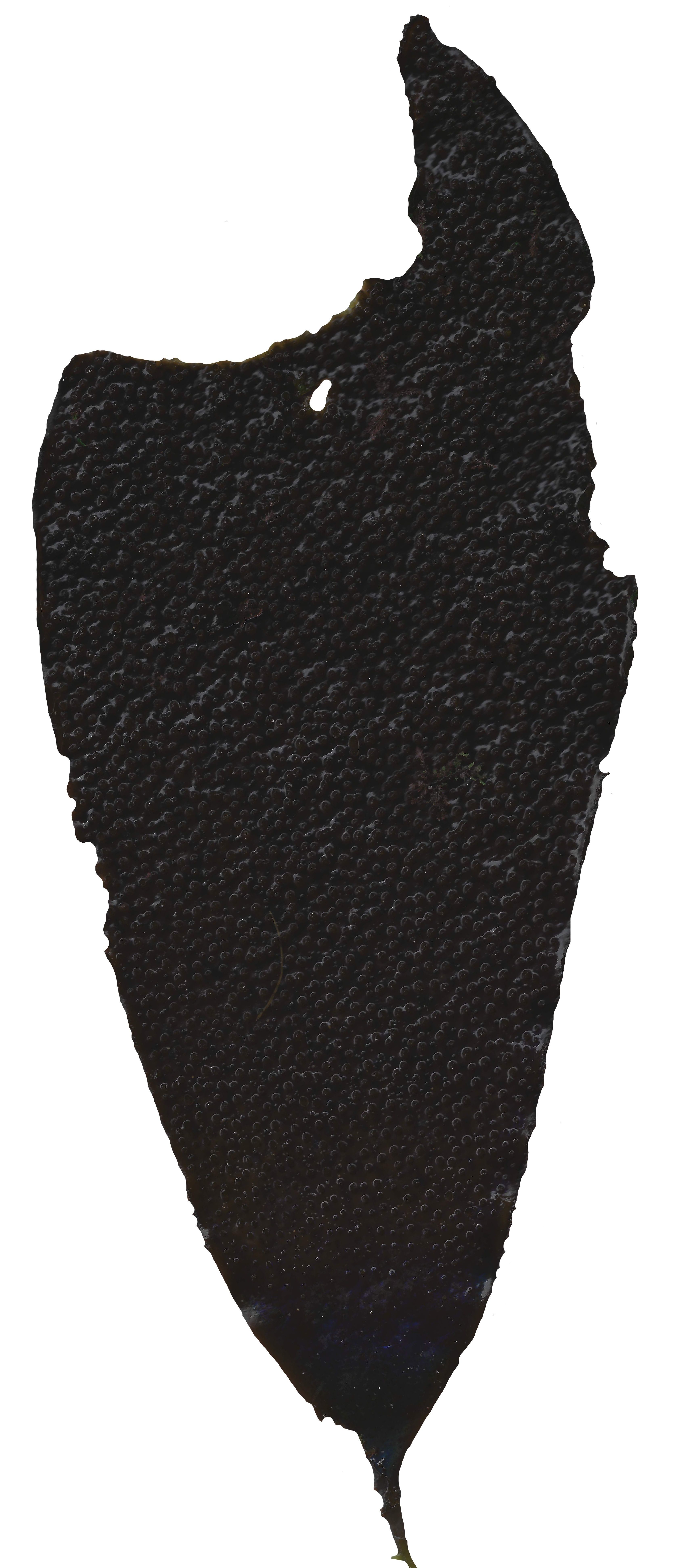 Red and Brown Algae Scanned Texture Pack - 37 Textures free Texture ...