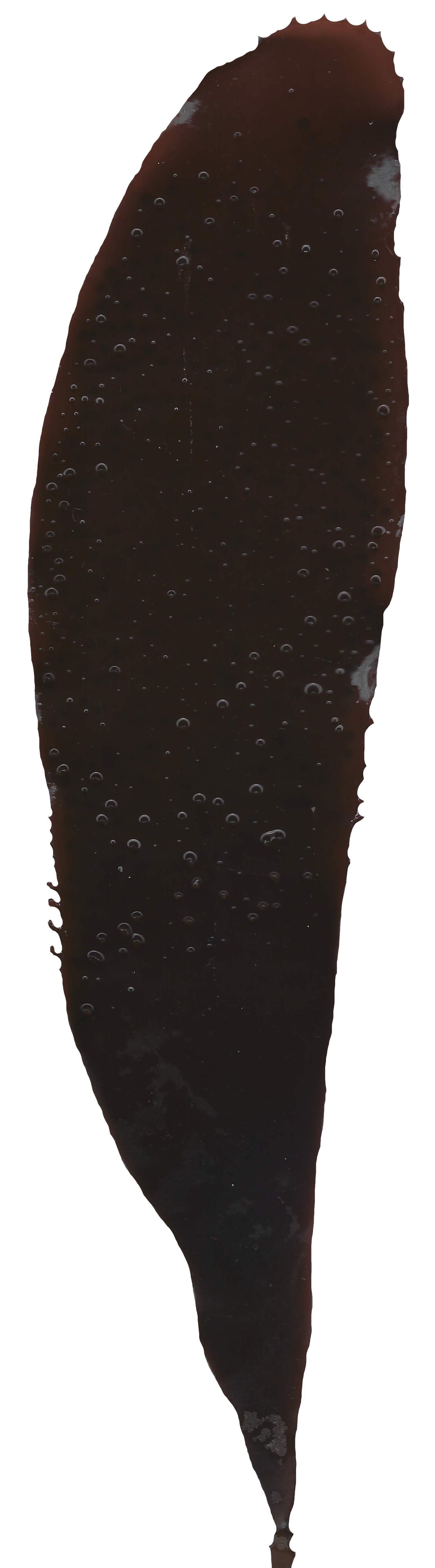 Red and Brown Algae Scanned Texture Pack - 37 Textures free Texture ...