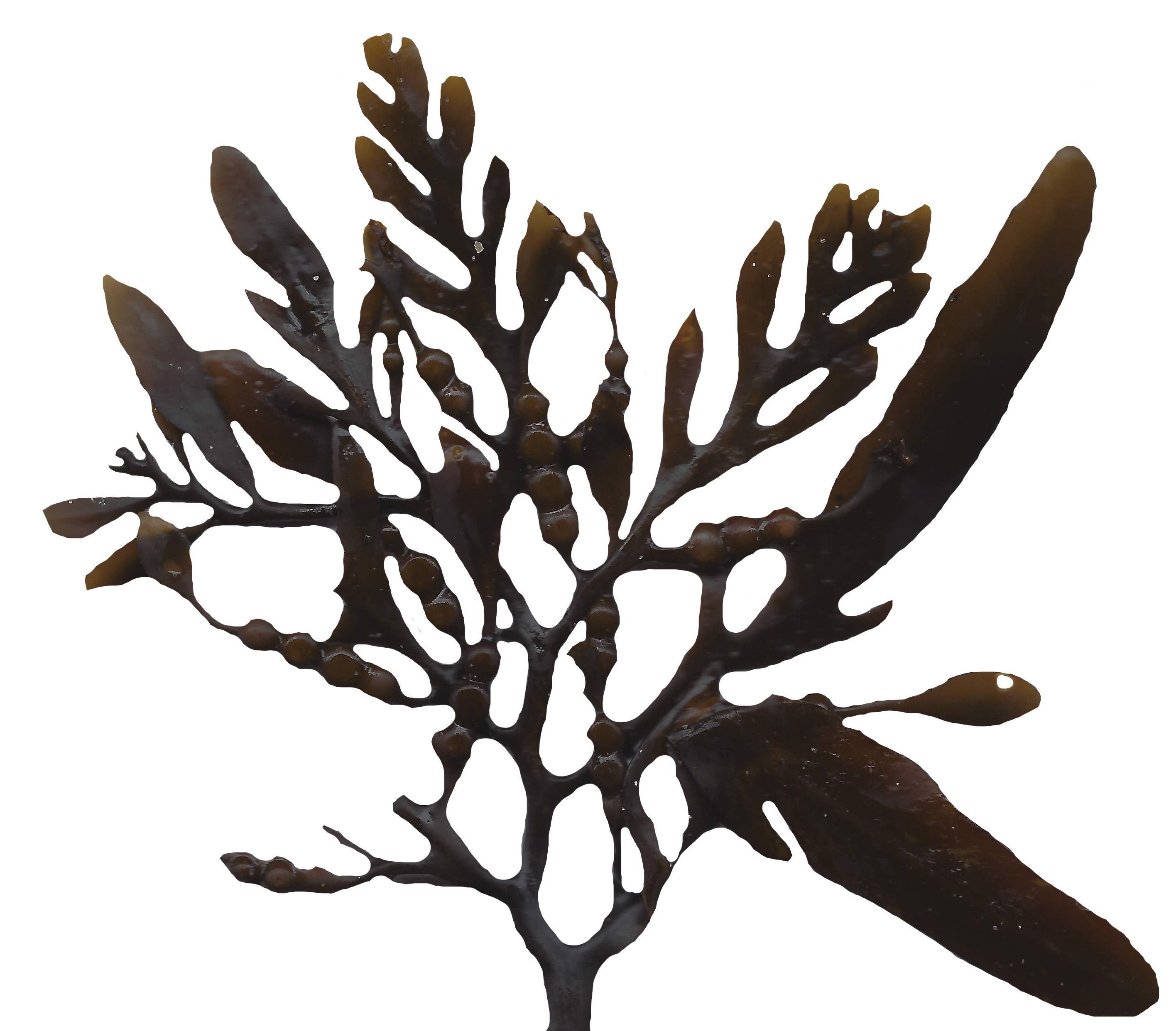 Red and Brown Algae Scanned Texture Pack - 37 Textures free Texture ...