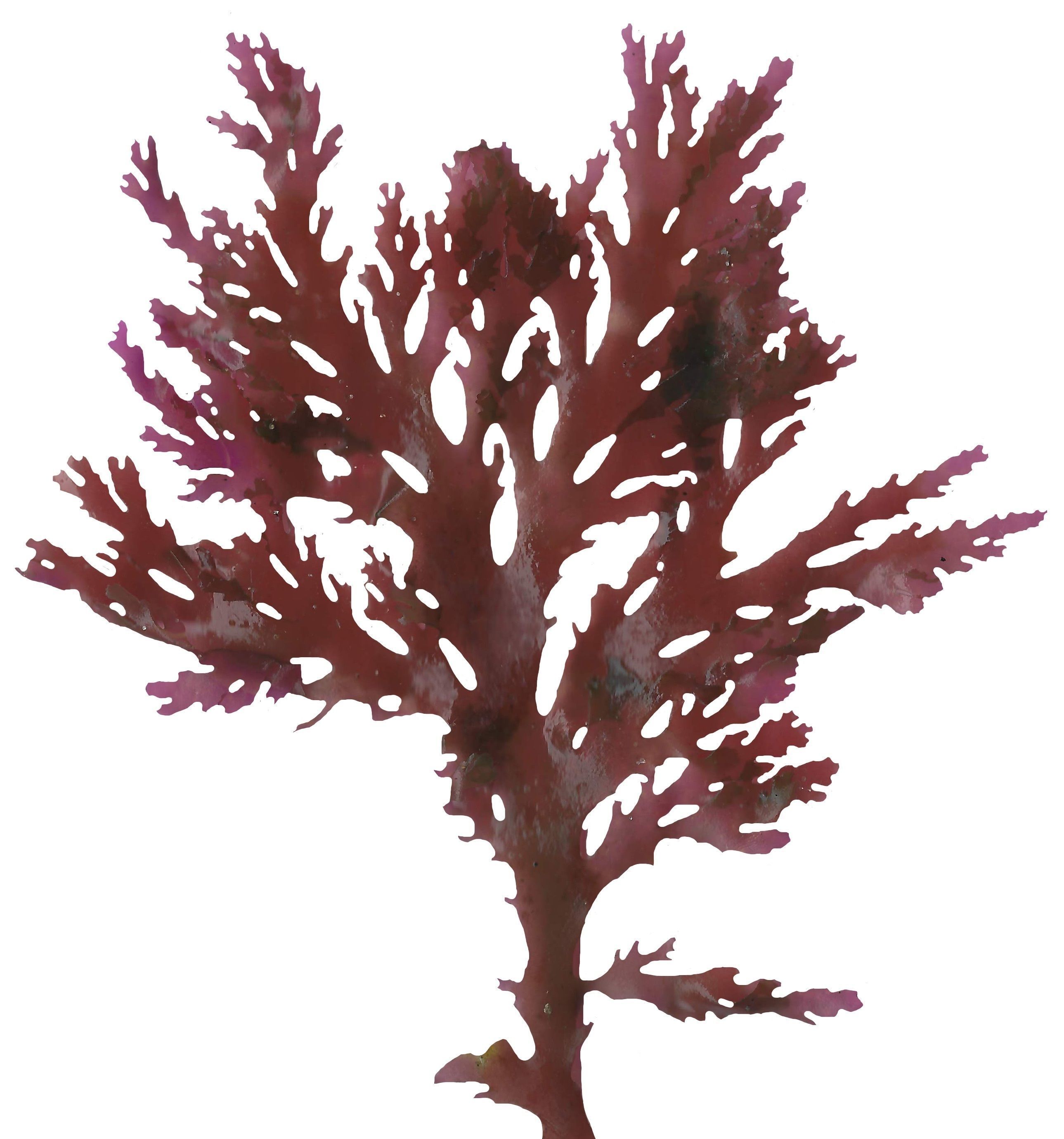 Red and Brown Algae Scanned Texture Pack - 37 Textures free Texture ...