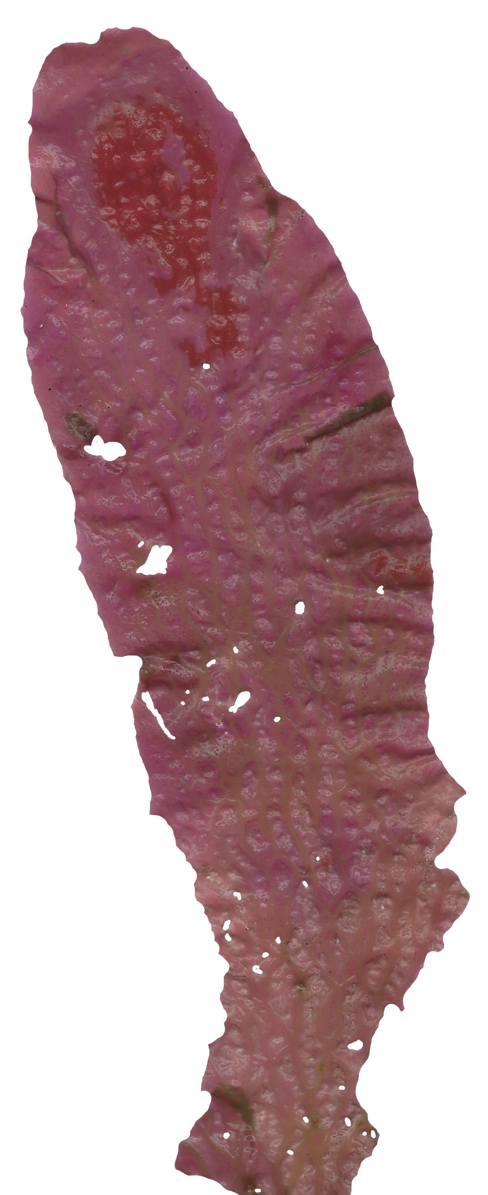 Red and Brown Algae Scanned Texture Pack - 37 Textures free Texture ...