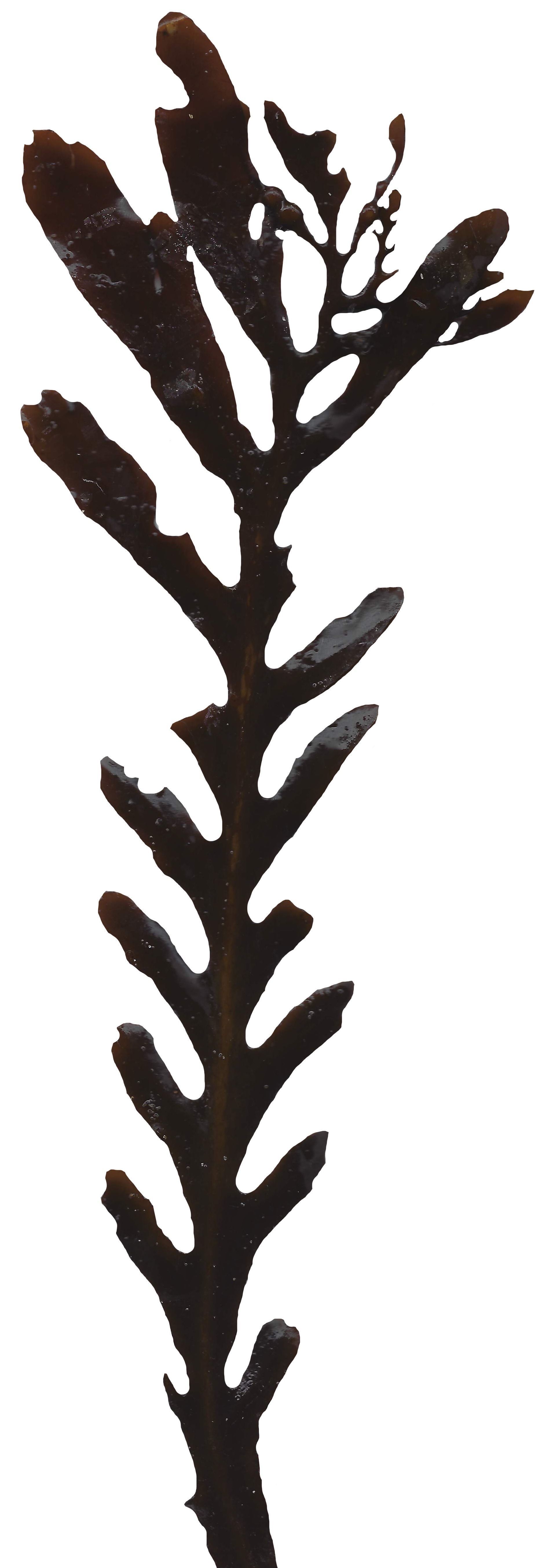 Red and Brown Algae Scanned Texture Pack - 37 Textures free Texture ...