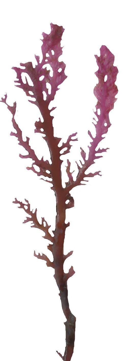 Red and Brown Algae Scanned Texture Pack - 37 Textures free Texture ...