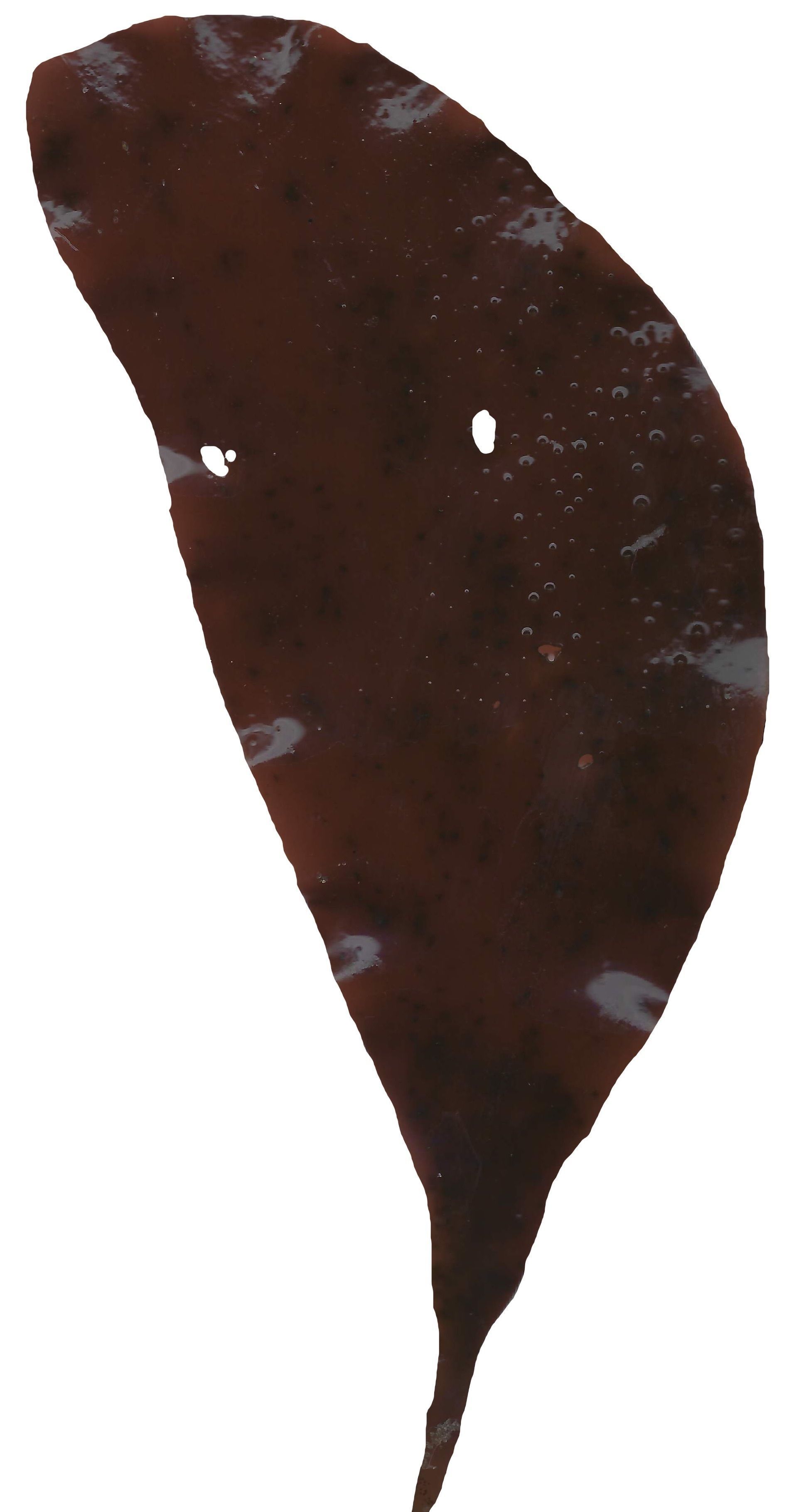 Red and Brown Algae Scanned Texture Pack - 37 Textures free Texture ...