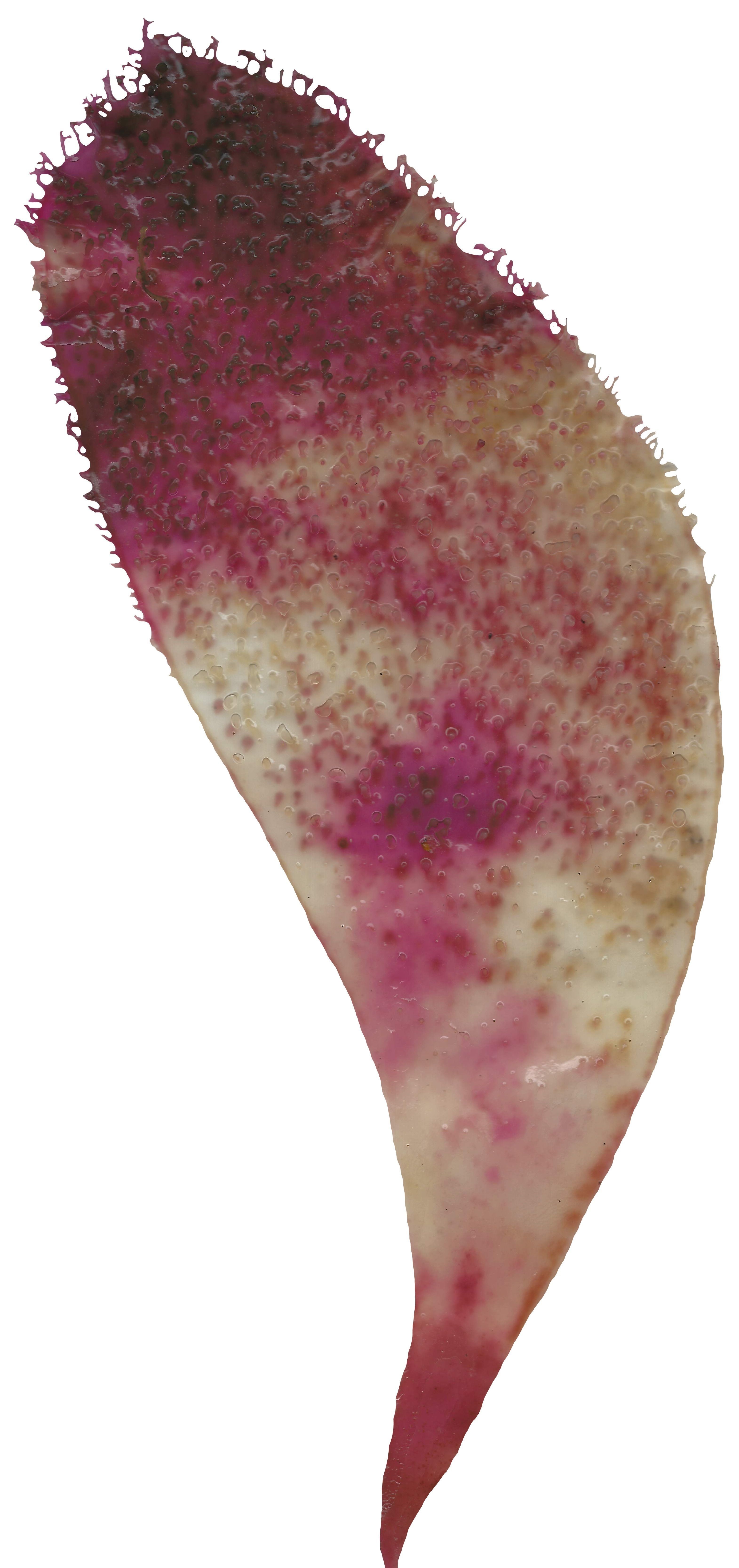 Red and Brown Algae Scanned Texture Pack - 37 Textures free Texture ...