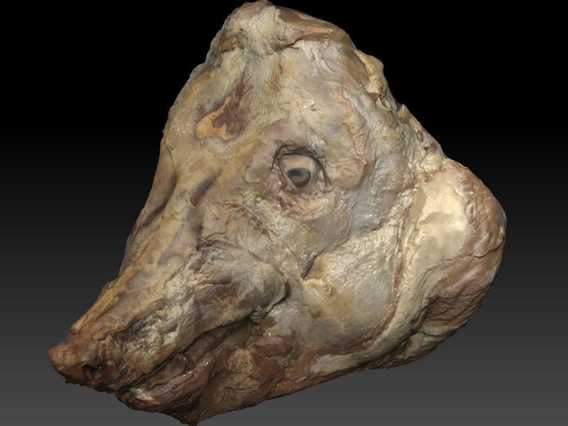 Skinned Pigs Head High Detail Scan With Texture 3D model 3D model ...