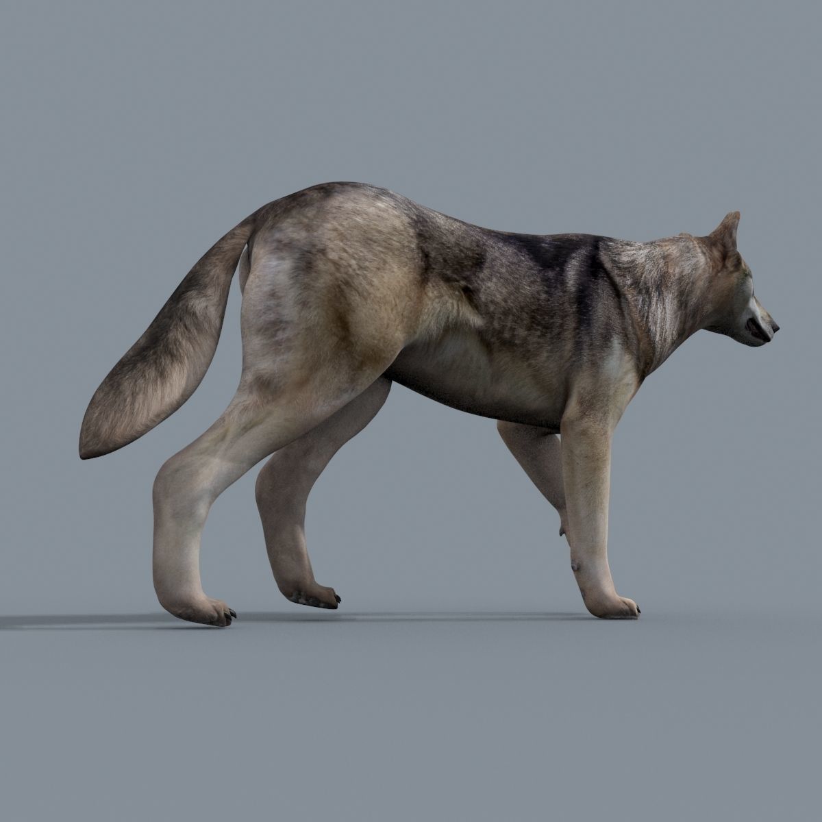 3D model My Wolf - 3d animated wolf model VR / AR / low-poly rigged ...