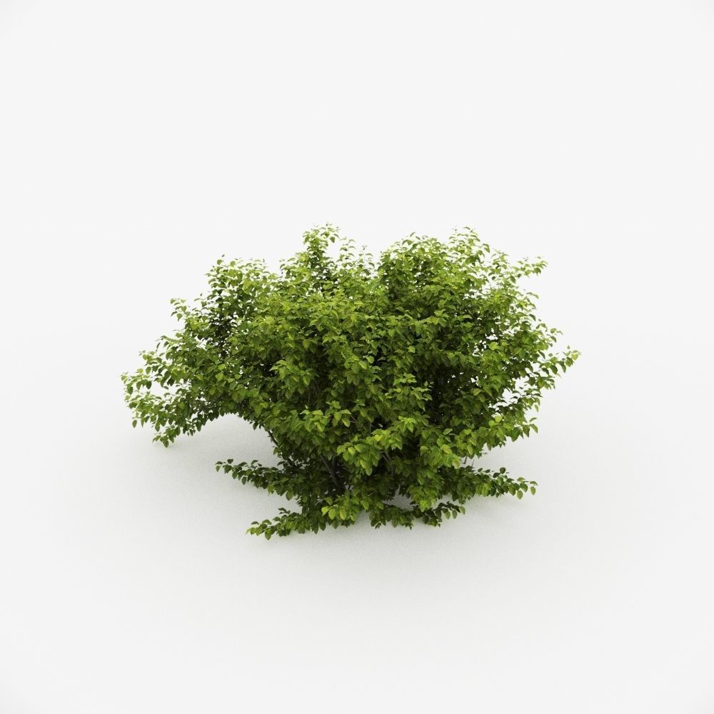 Alnus Viridis 3D model | CGTrader