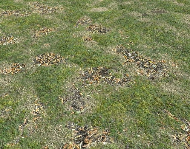 Grassy ground PBR Texture | CGTrader