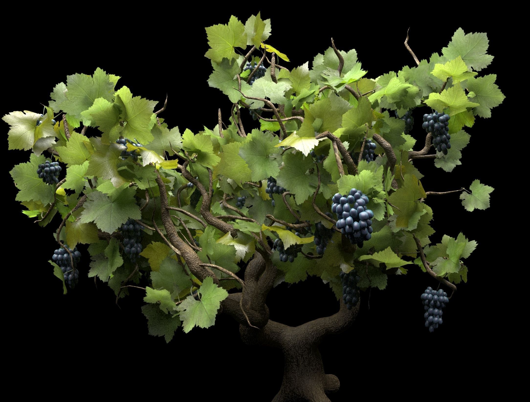 Italian Wine Plant grapes 3d model 3D model | CGTrader