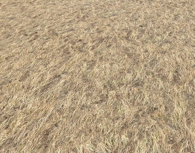 Dry grass field 4 PBR Texture | CGTrader