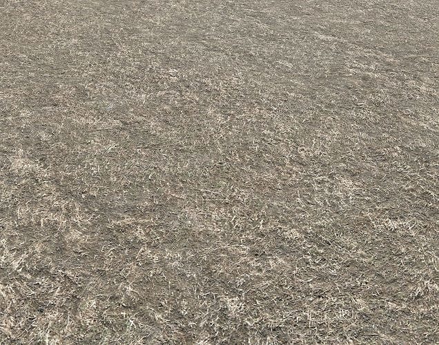 Dry grass field 5 PBR Texture | CGTrader