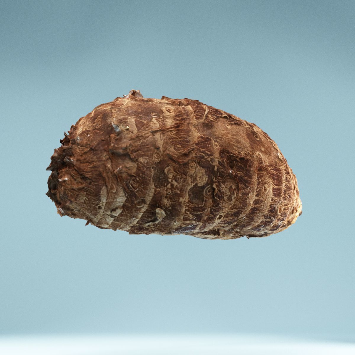 3D model Yuca Manioc Cassava VR / AR / low-poly | CGTrader