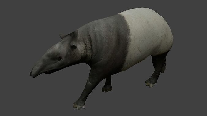 3D model Tapir VR / AR / low-poly rigged animated | CGTrader
