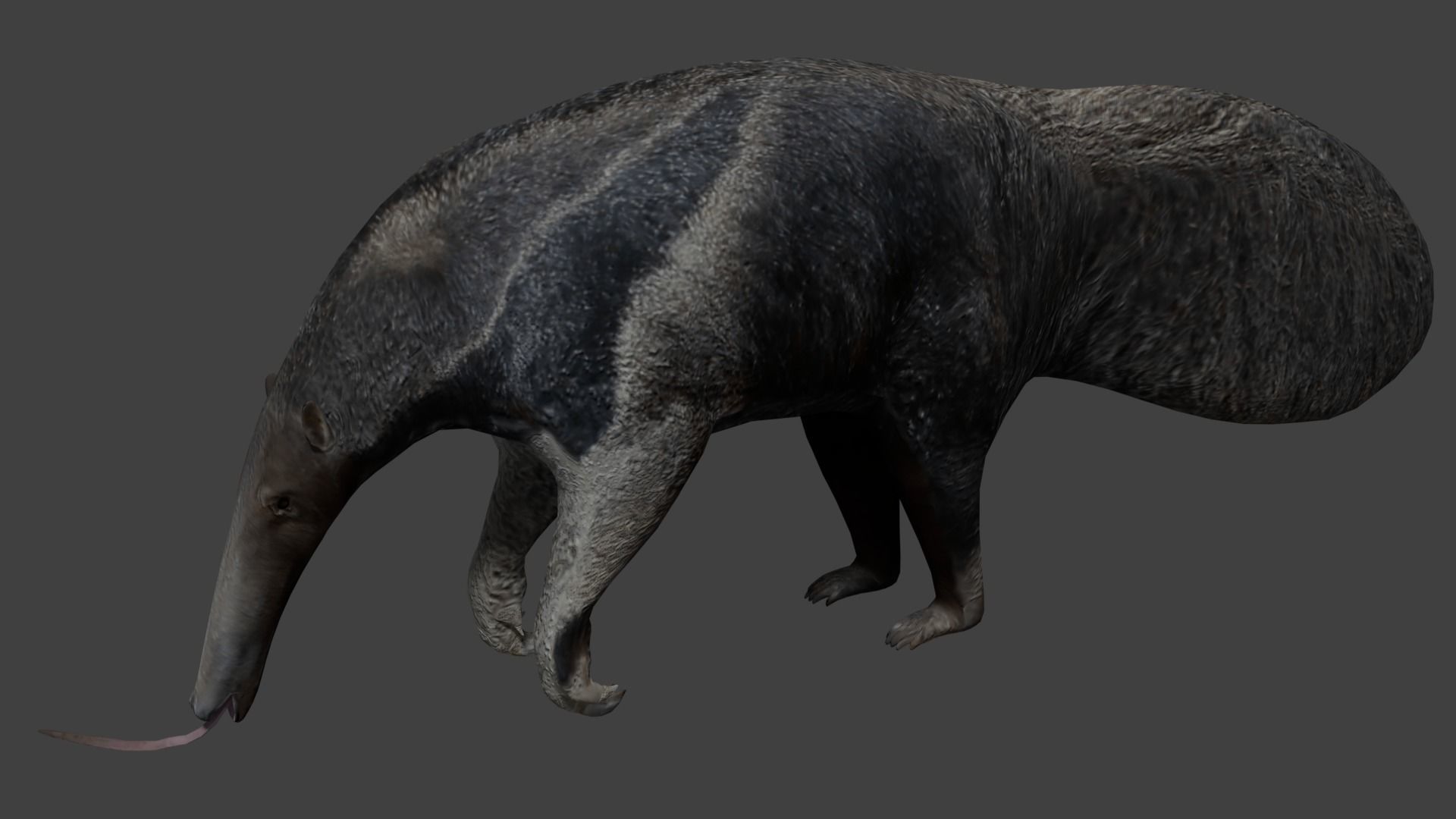 Giant anteater 3D model animated | CGTrader
