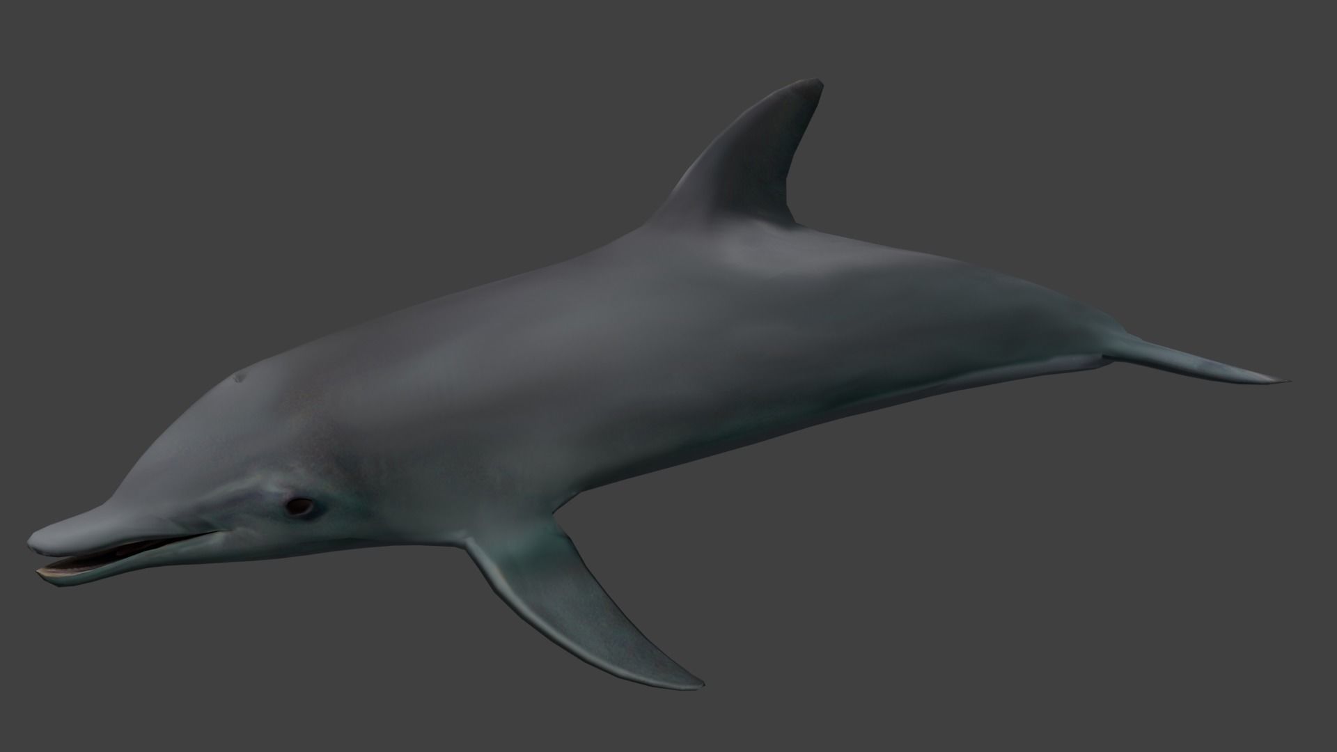 3D model Dolphine dolphin VR / AR / low-poly rigged animated | CGTrader