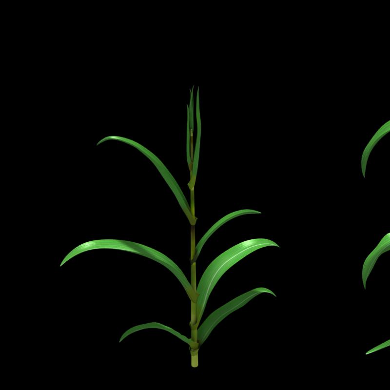 Corn Plant Growth 3D Model animated MAX OBJ | CGTrader.com