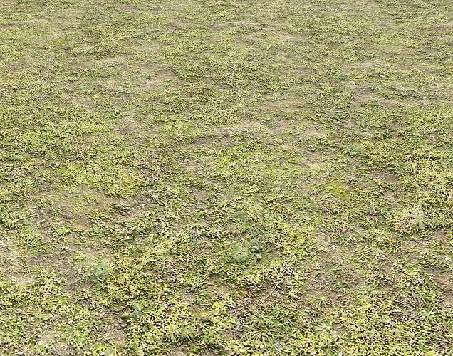 Grass and soil terrain 16 Texture | CGTrader