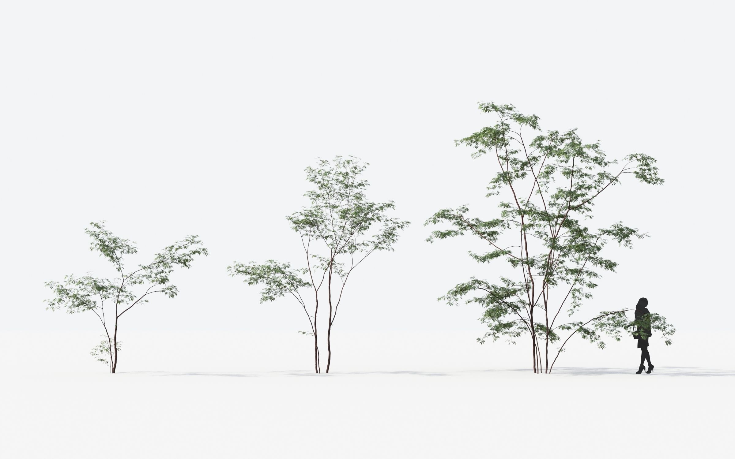 Trees - Pack 2 3D model | CGTrader