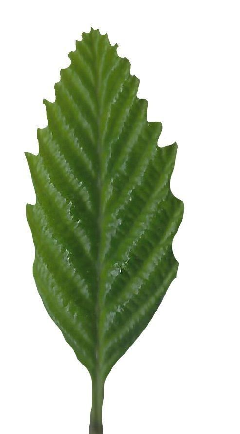 Red Alder Texture Pack - 24 Textures free Texture | CGTrader