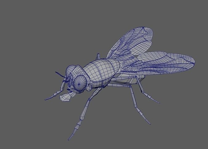 3Dfly fly 3D model | CGTrader