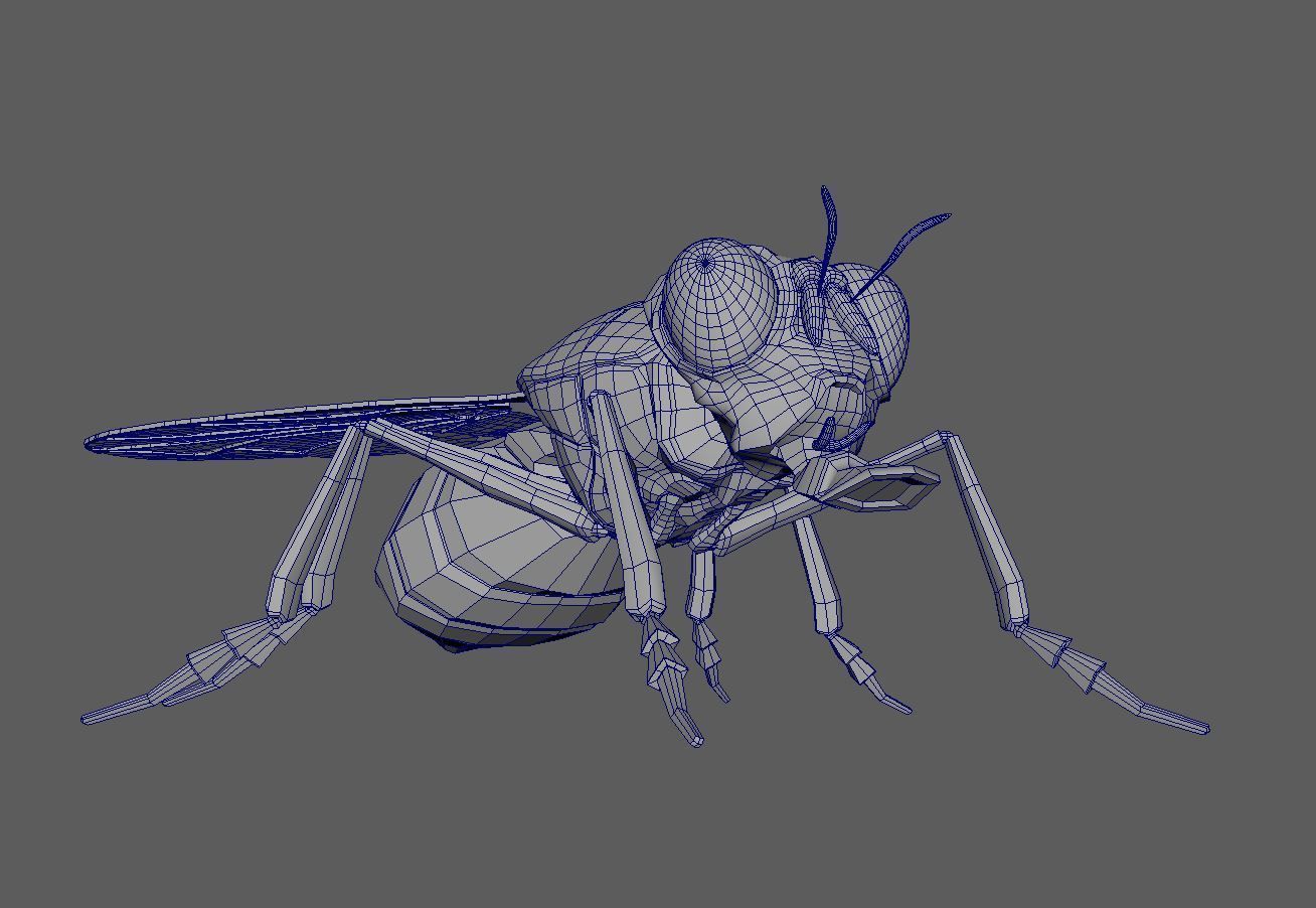 3Dfly 3D model | CGTrader