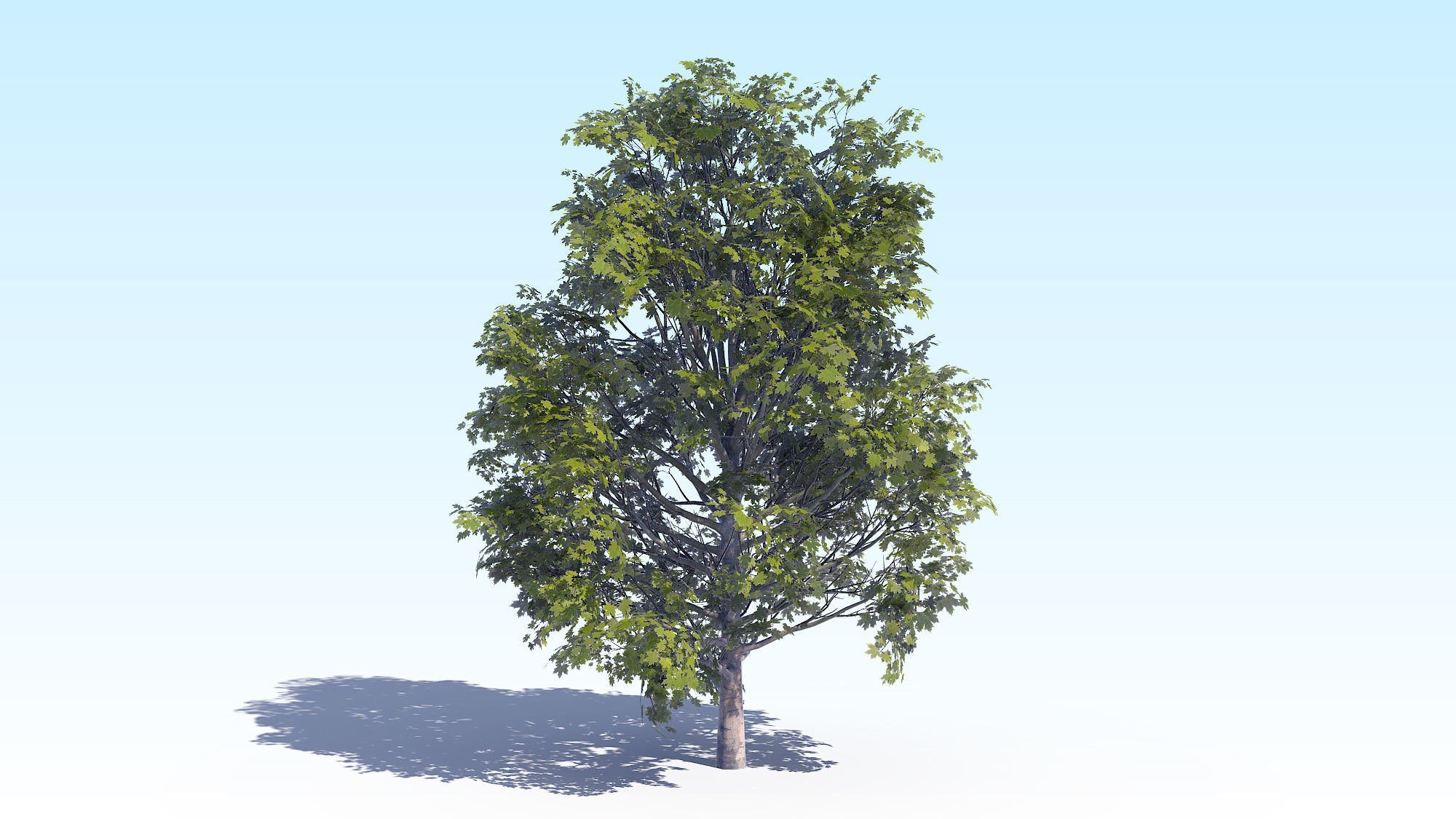 Maple Acer Tree 04 ArchViz 3D model | CGTrader