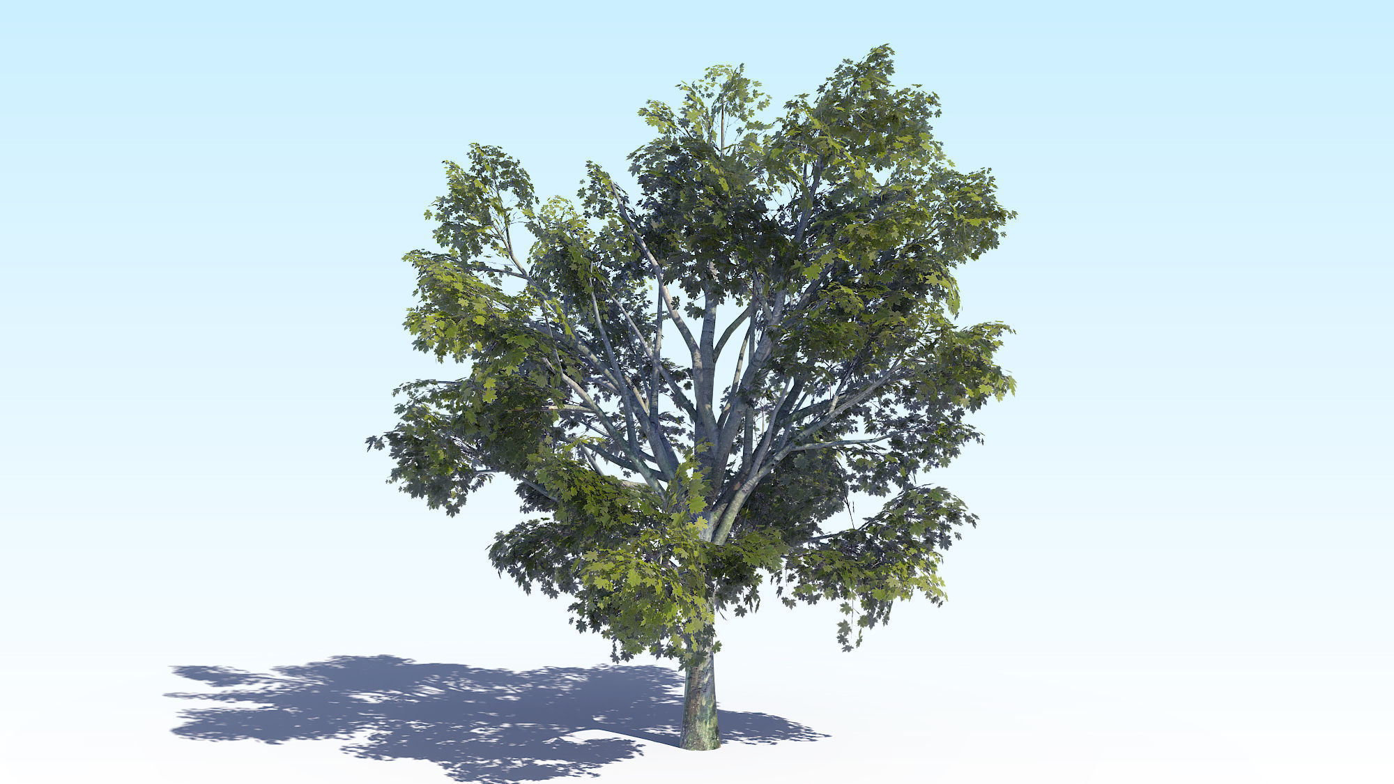 Maple Acer Tree 03 ArchViz 3D model | CGTrader