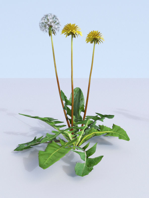 Dandelions set Taraxacum 3D model | CGTrader