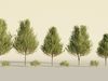 Generic Tree Pack 1 free 3D model | CGTrader