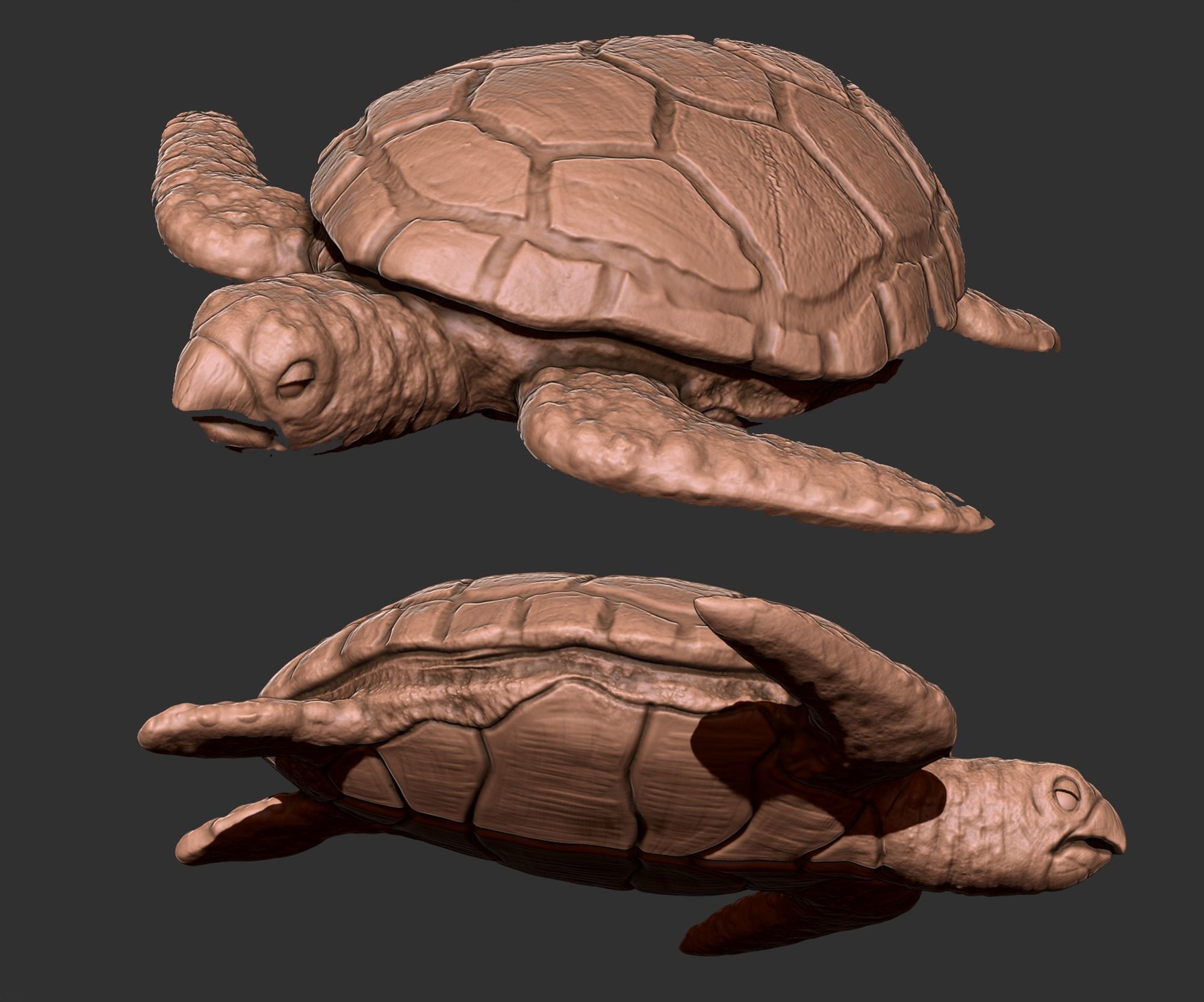 3D model Turtle VR / AR / low-poly | CGTrader