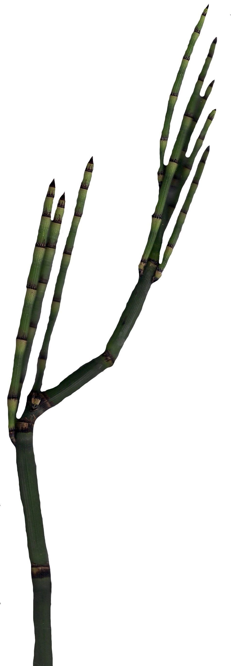 Scouring Rush Horsetail Texture Pack - 48 Textures free Texture | CGTrader