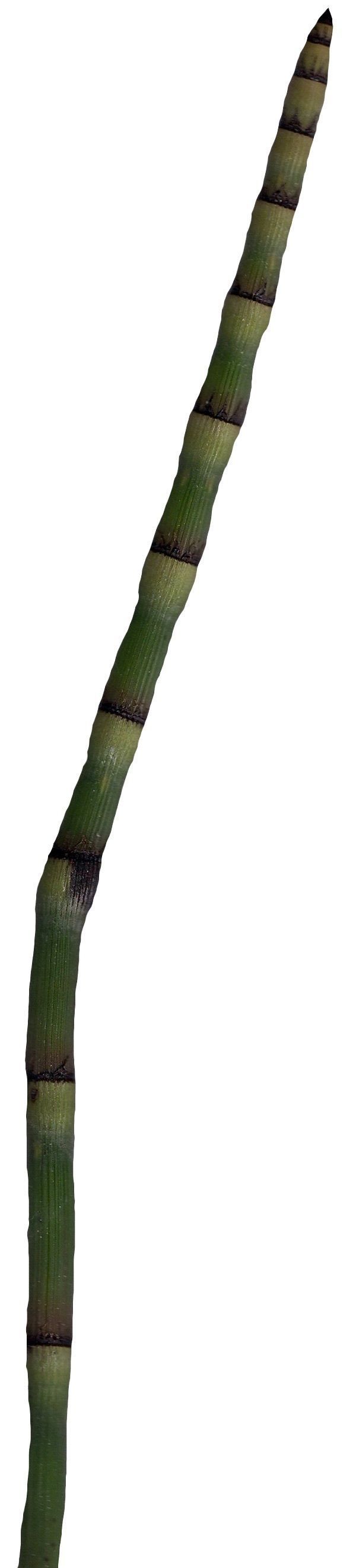 Scouring Rush Horsetail Texture Pack - 48 Textures free Texture | CGTrader