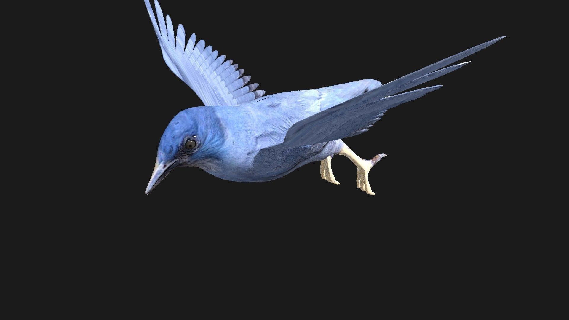 blue bird animated 3D model animated rigged | CGTrader